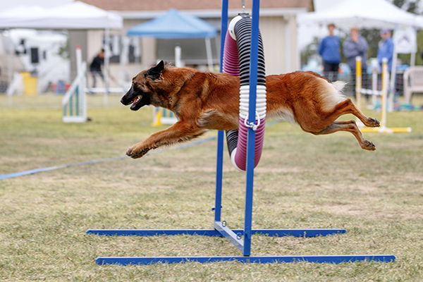 Home - Canine Academy