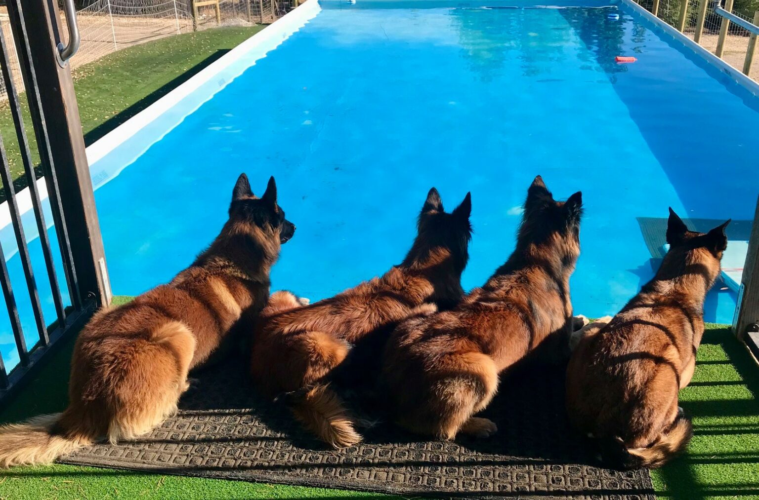 Home - Canine Academy