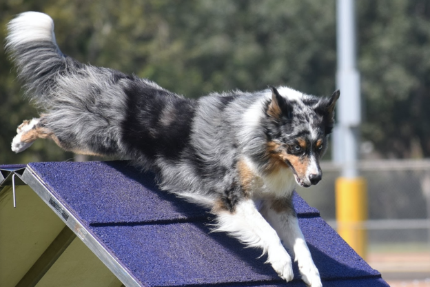 Home - Canine Academy