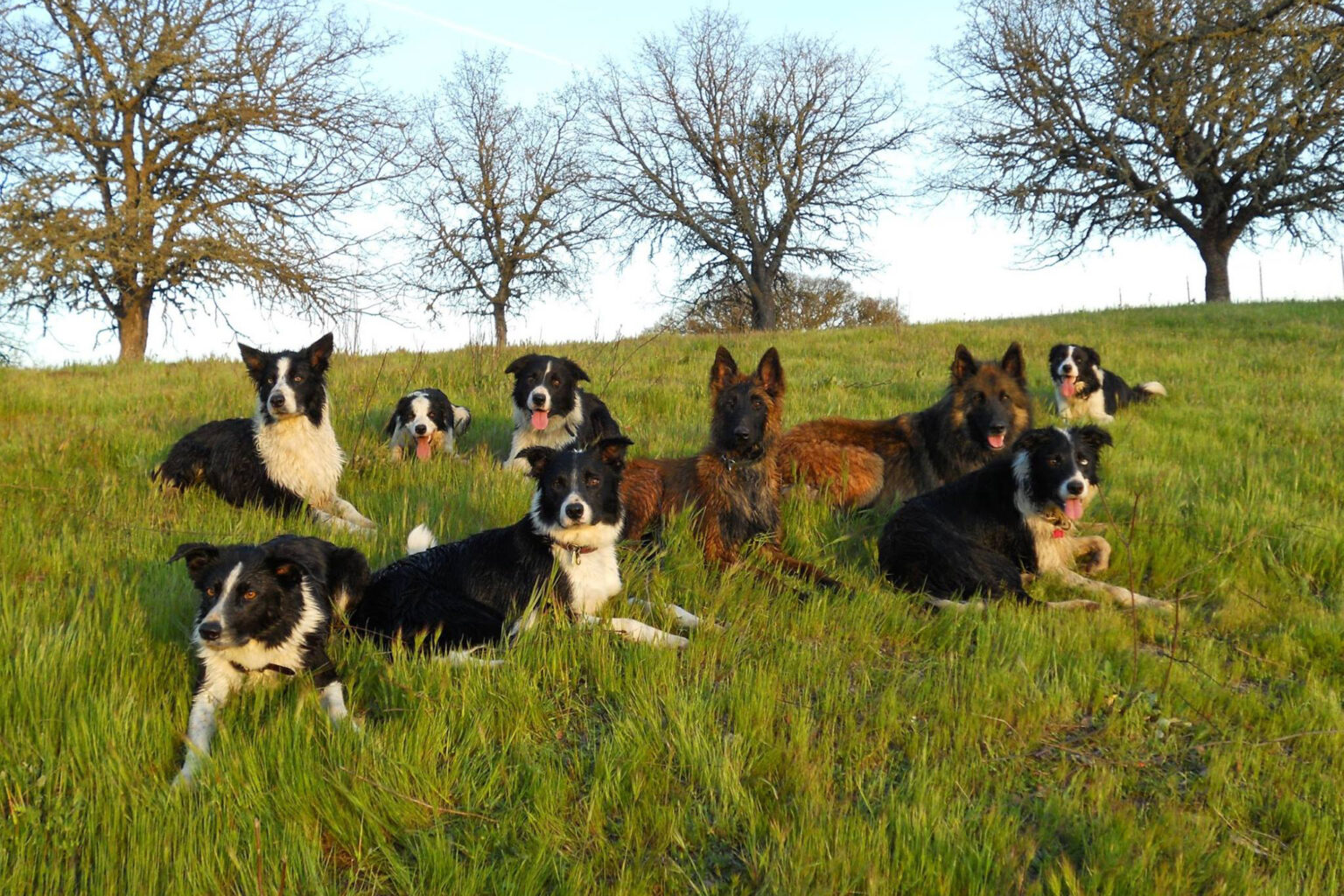 Classes - Canine Academy