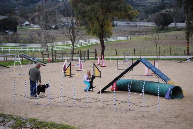 Home - Canine Academy