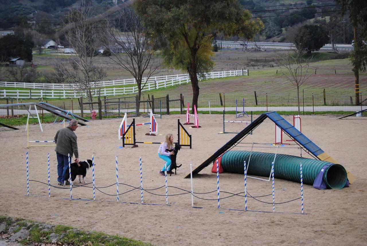 Home - Canine Academy